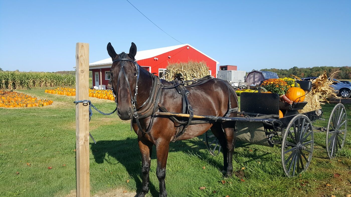 Amish Brown Bag Tour in Geauga County! - TLC Tours