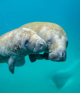 Manatees, Mermaids, and Marine Life Galore! THIS TRIP IS FULL!! ADDING ...